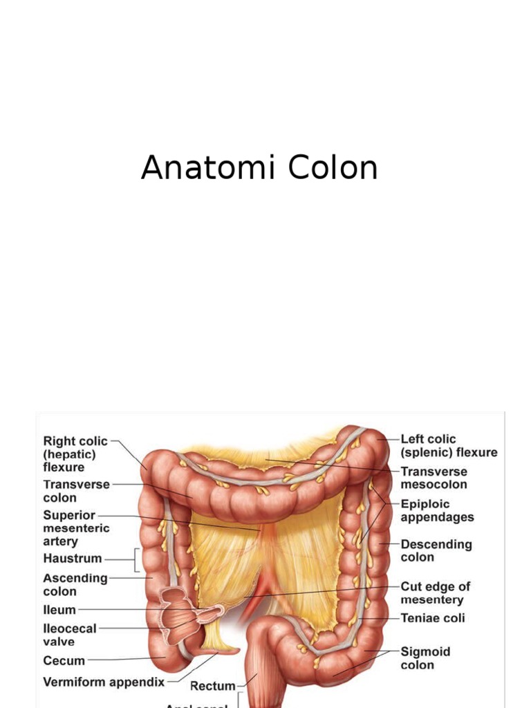 Anatomi Colon | PDF