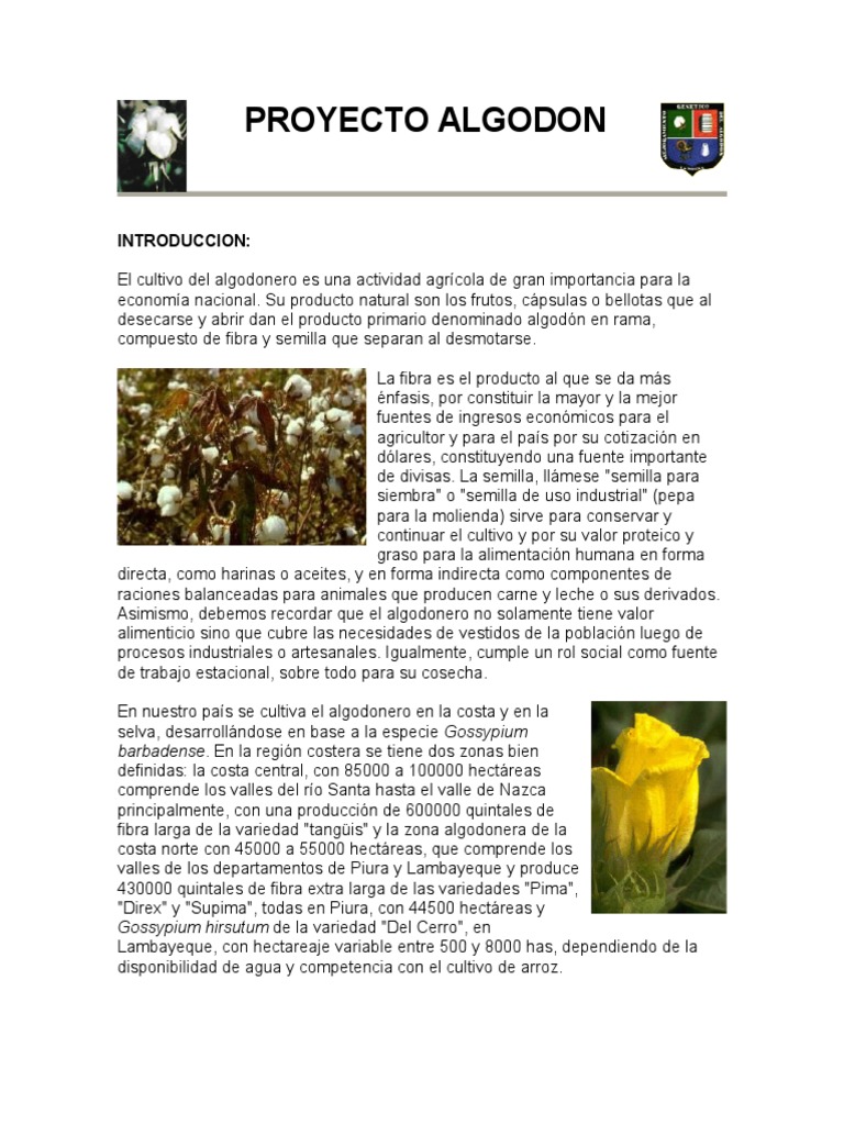Importancia y Proceso del Algodón en Perú | PDF | Algodón | Agricultura