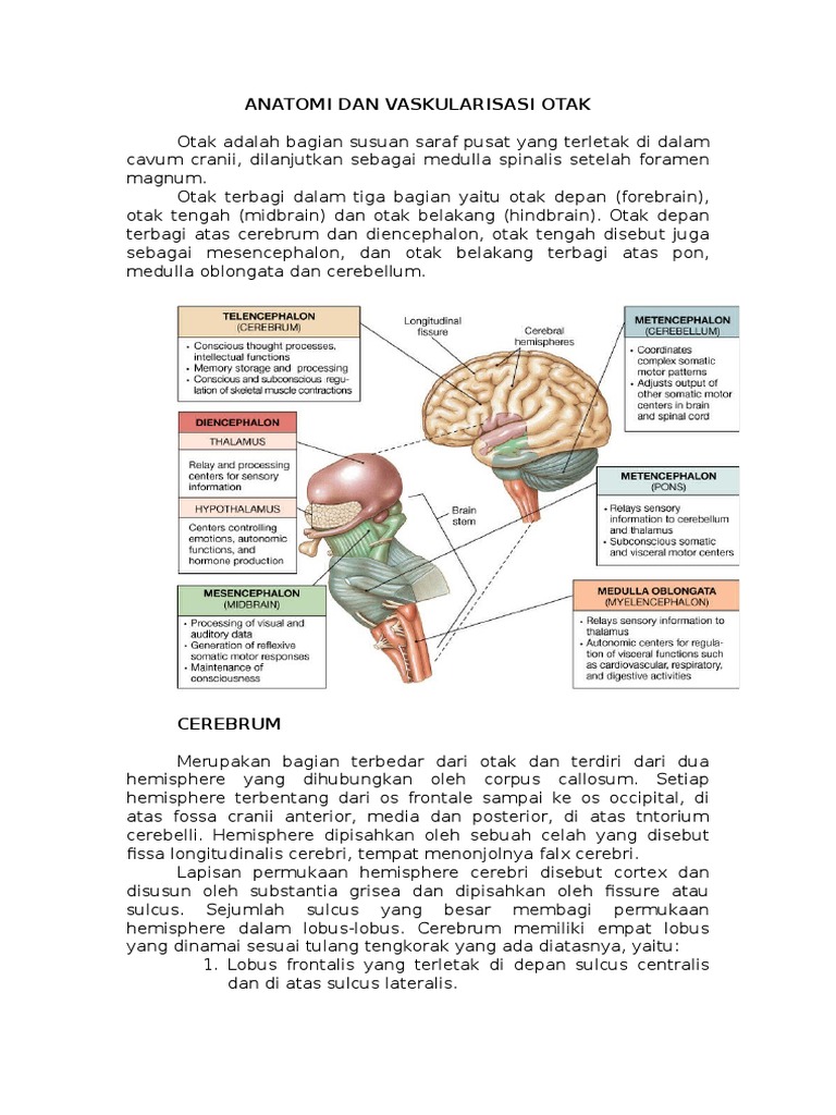 Anatomi Dan Vaskularisasi Otak