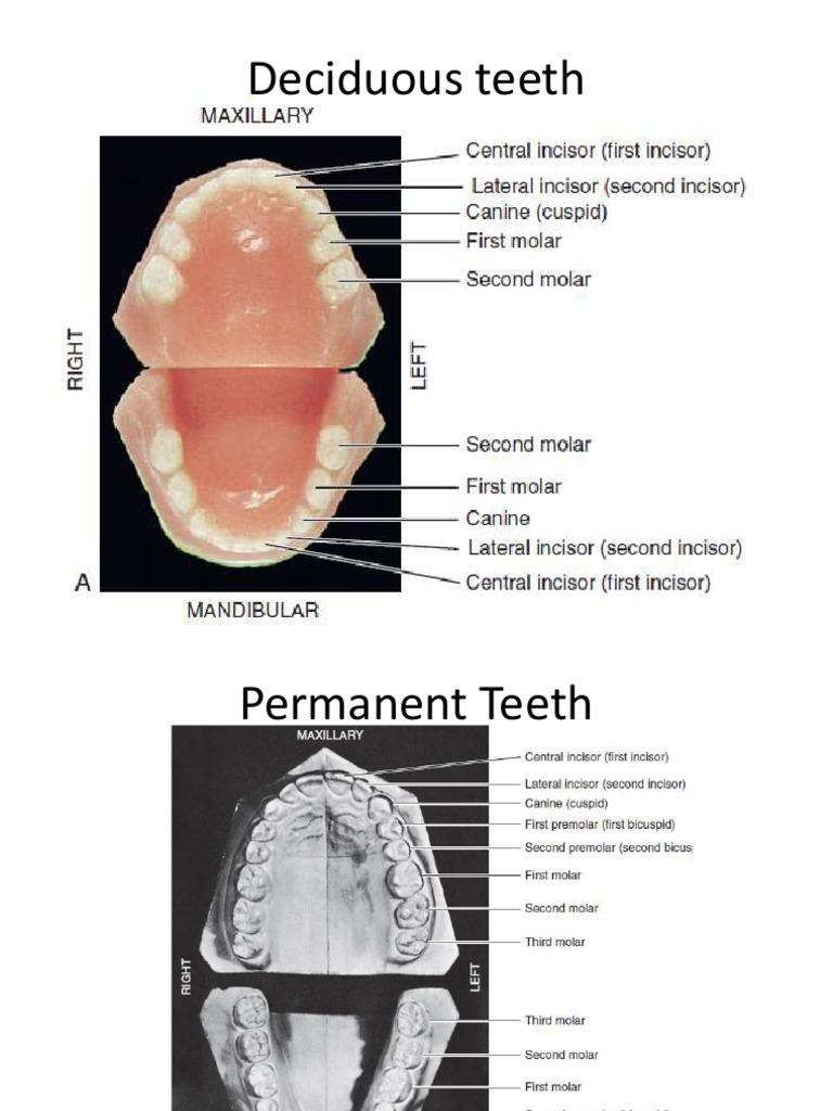 Understanding Deciduous and Permanent Teeth | PDF | Science & Mathematics