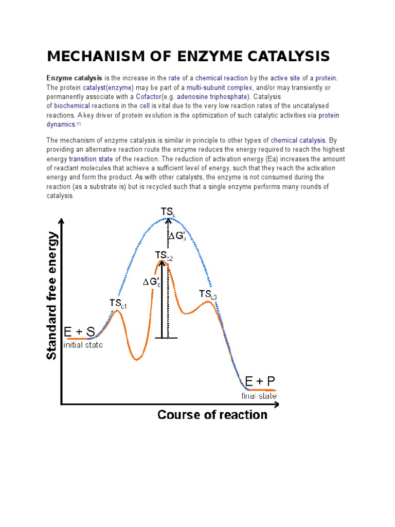 Mechanism of Enzyme Catalysis Madhu | PDF | Active Site | Enzyme
