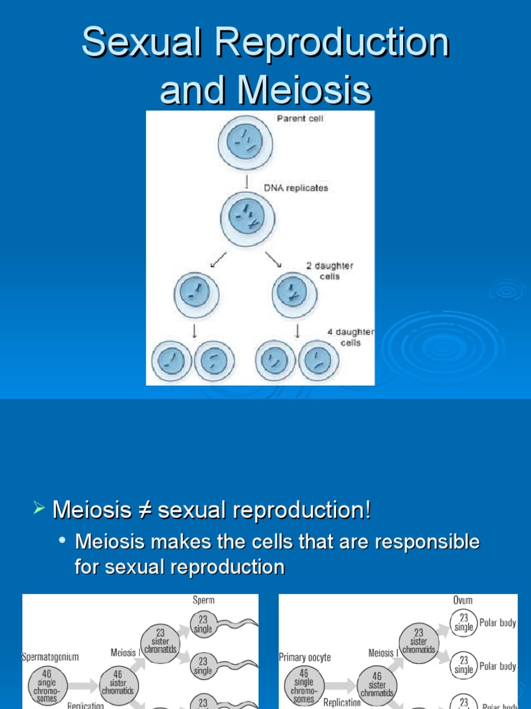 Meiosis Powerpoint | Meiosis | Ploidy