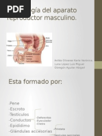 2.7. Exploración Testicular. 2.8. Escroto. 2.9. Técnicas y Maniobras de ...