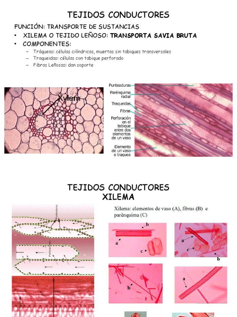 La función de los tejidos conductores en las plantas | PDF