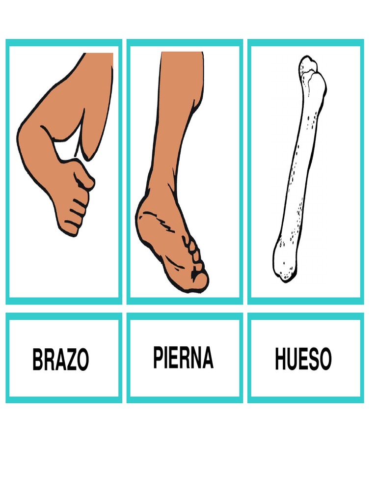 Flashcards Partes Del Cuerpo en Español | PDF | Artes del Lenguaje y ...