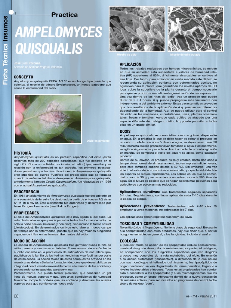 Ampelomyces Quisqualis Pdf Pdf Hongo Antibióticos