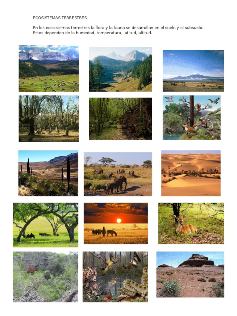 Ecosistemas Terrestres Ecosistemas Terrestres Y Reducción De