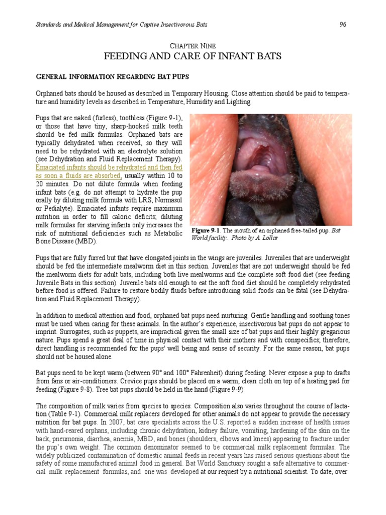 Chapter9-Final Feeding and Care of Infant Bats | PDF | Bat | Milk