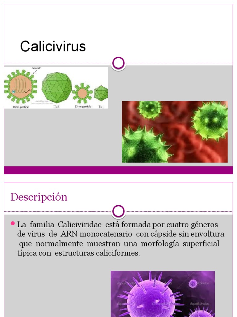 Estructura y efectos del calicivirus | PDF | Virus | Diarrea