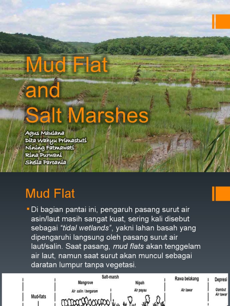 Mudflat Dan Salt Marsh | PDF
