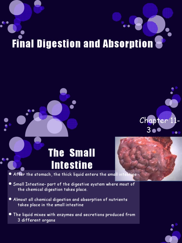 Final Digestion in the Small Intestine | PDF | Digestion | Small Intestine