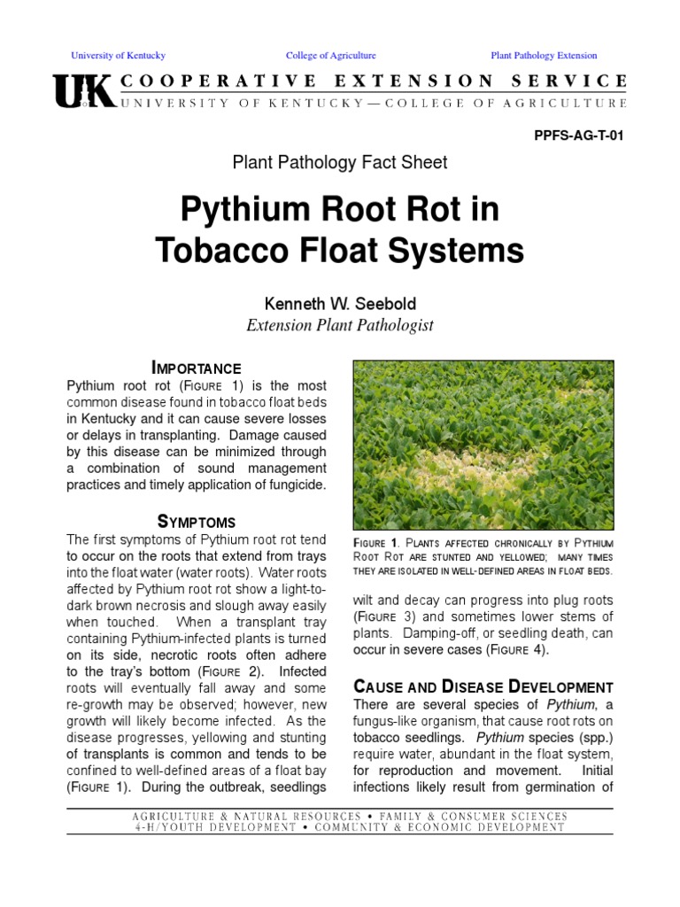 Pythium Root Rot in Tobacco Float Systems | PDF | Plant Pathology | Root