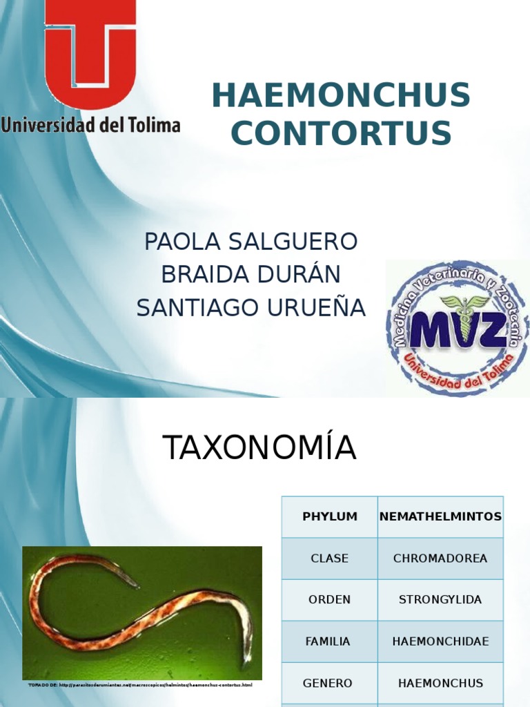 Haemonchus Contortus | PDF | Sangre | Diarrea
