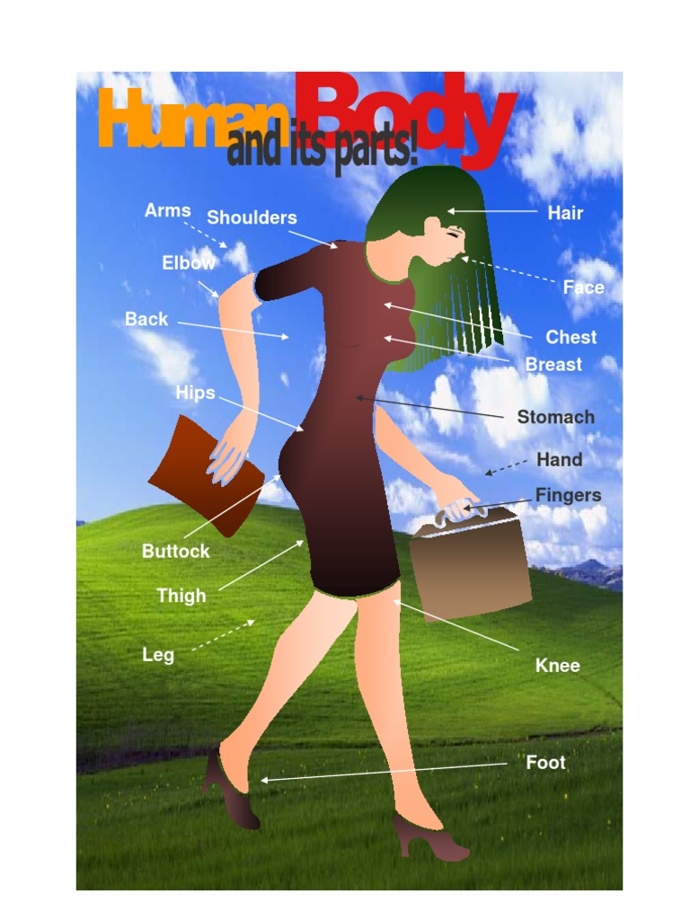 Body Parts Anatomy Overview | PDF
