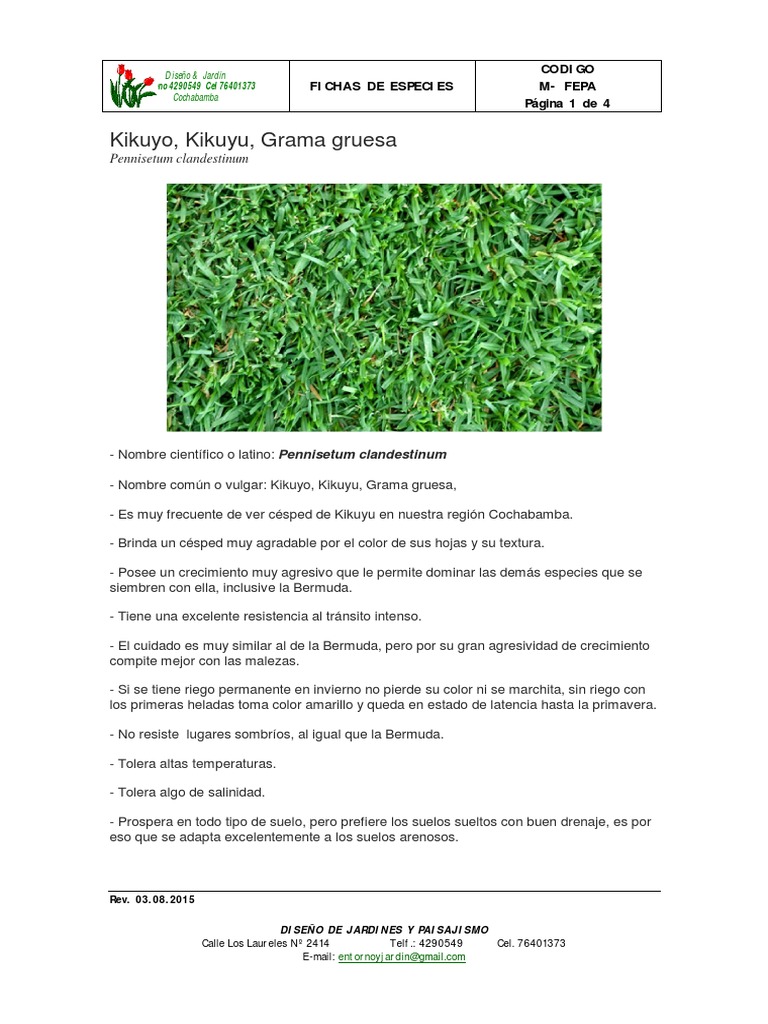 Características del Césped Kikuyo | PDF | Horticultura y jardinería ...