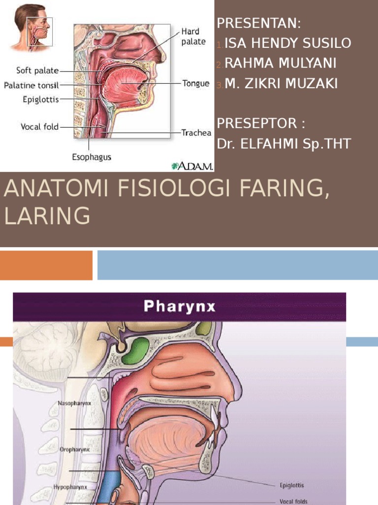 Anatomi Fisiologi Faring Laring THT | PDF | Kesehatan Holistik