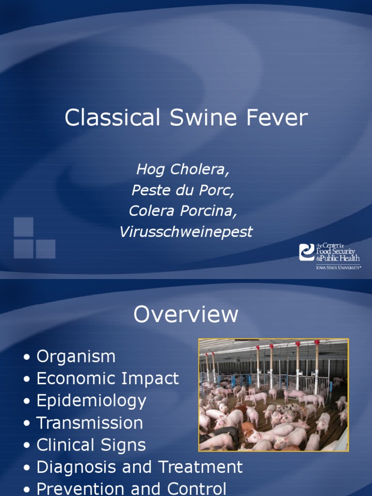 Classical Swine Fever | PDF | Transmission (Medicine) | Infection