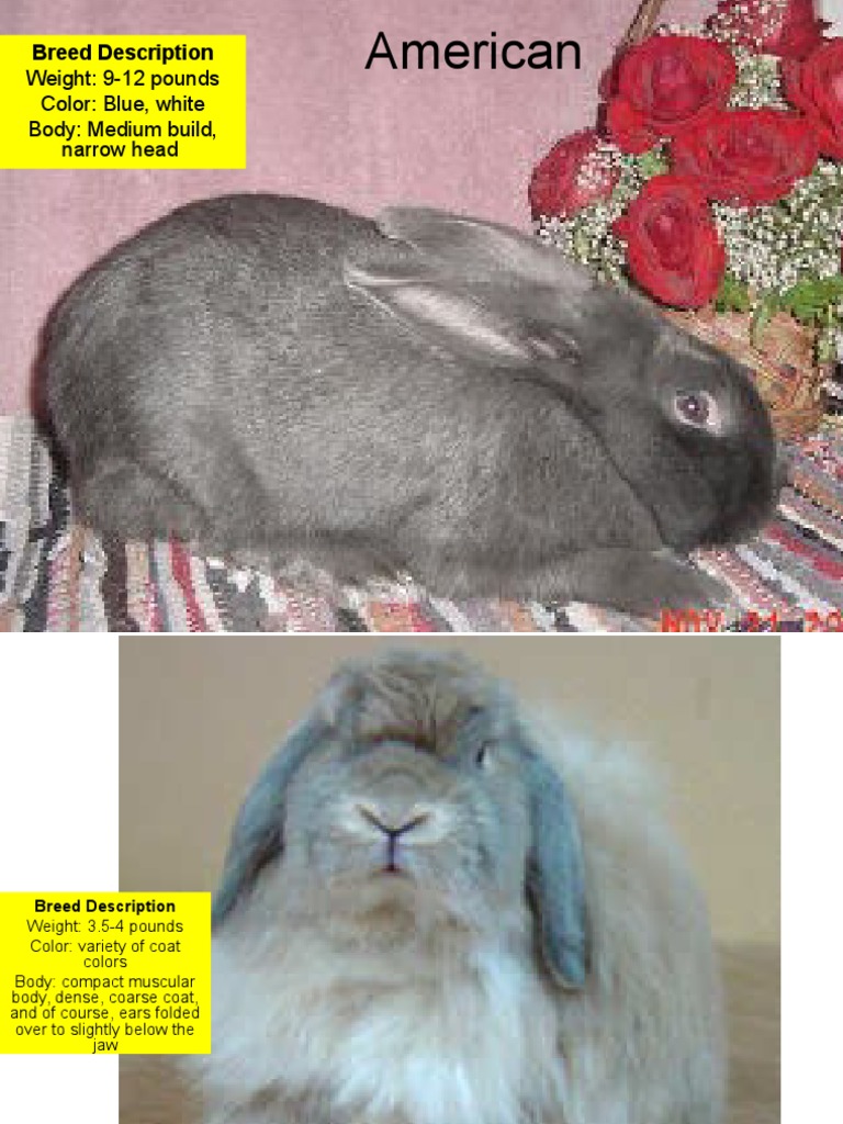 Rabbit Powerpoint | PDF | Lagomorphs | Animal Breeds