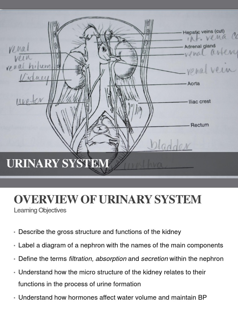 2.0 Urinary System | PDF | Kidney | Urinary System