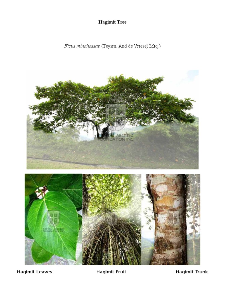 Ficus Minahassae (Teysm. and de Vriese) Miq.) : Hagimit Tree | PDF