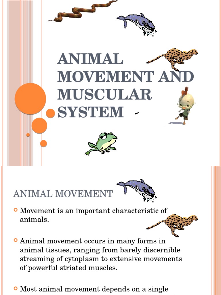 Animal Movement and Muscular System | PDF | Microtubule | Muscle