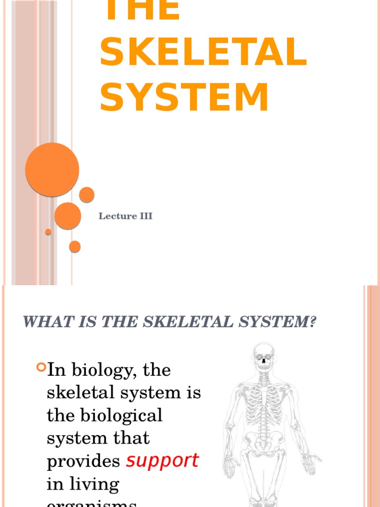 The Skeletal System | PDF | Skeleton | Vertebral Column