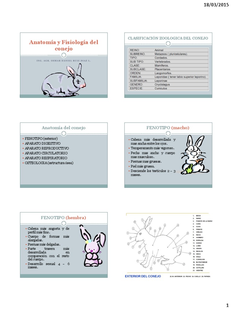 Anatomía y Fisiología Del Conejo | PDF | Sistema circulatorio | Digestión