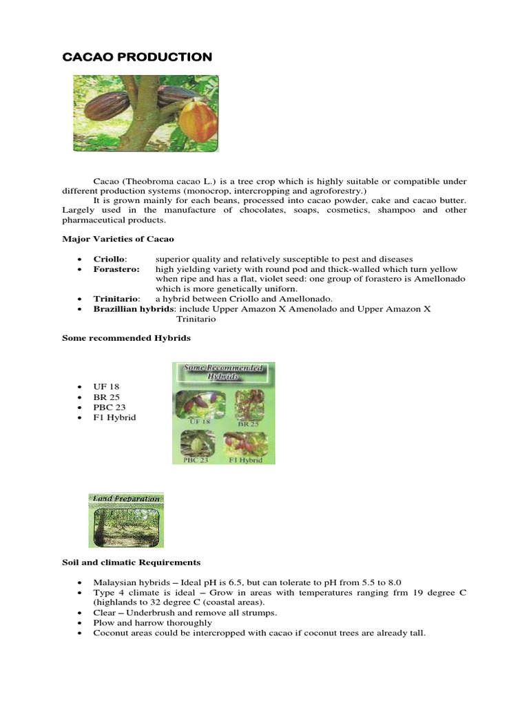 Cacao Production | PDF | Cocoa Bean | Fertilizer