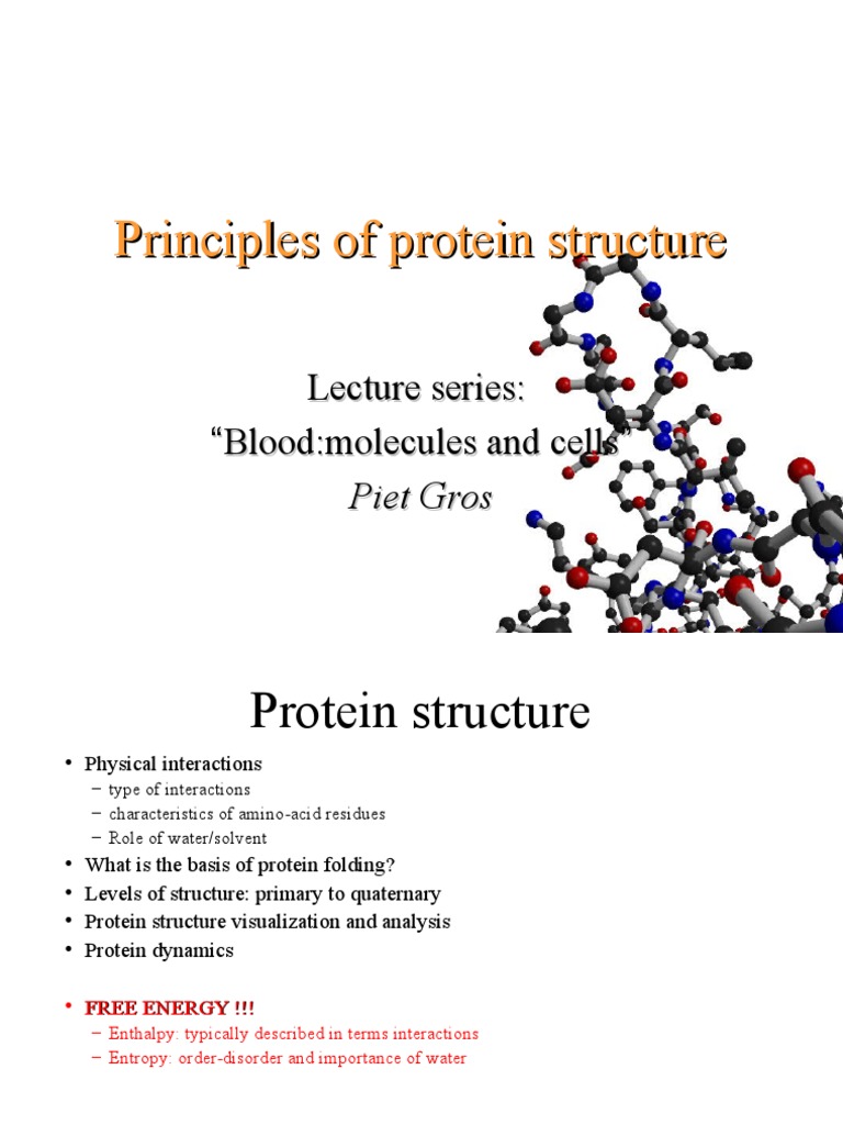 Principles of Protein Structure | PDF | Protein Folding | Hydrogen Bond