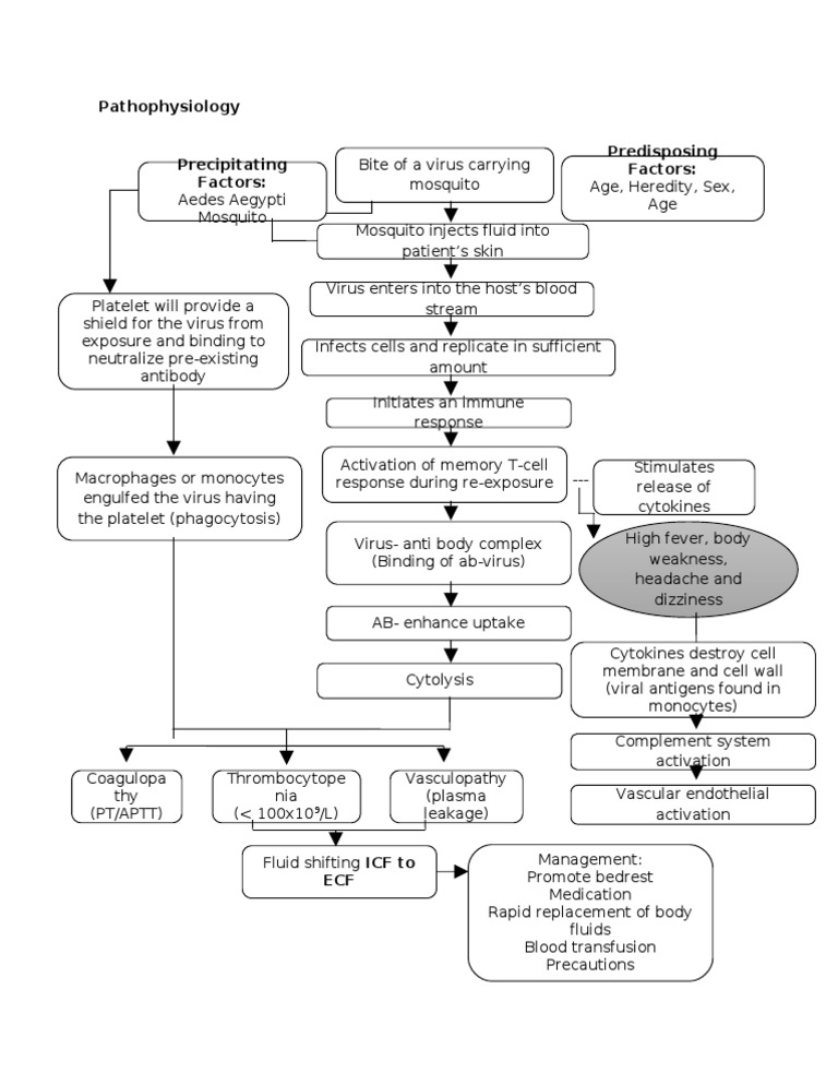 Dengue Fever Pathophysiology Flowchart | PDF | Virus | Veterinary Medicine