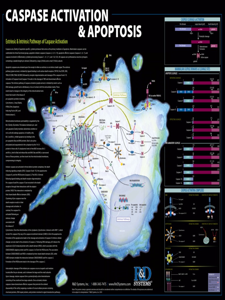 Apoptosis Poster March 20106547 | PDF | Apoptosis | Metabolism