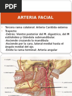 Regiones de la Cara: Anatomía Detallada | PDF | Cara | Cabeza y cuello ...