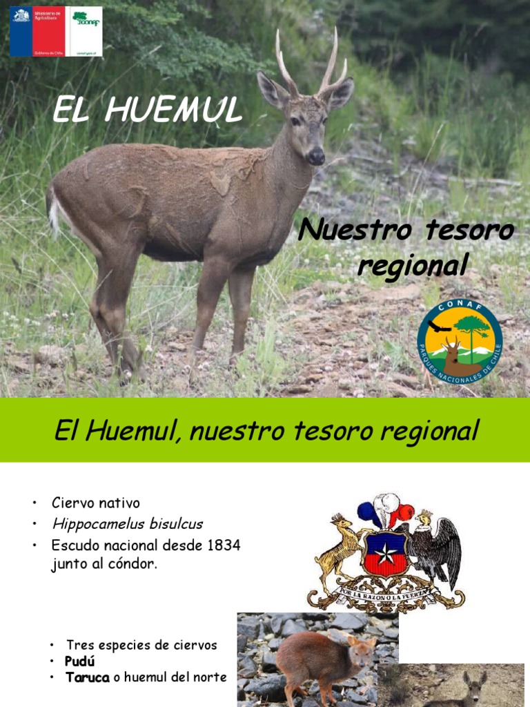 Huemul: Características y Conservación Infantil | PDF | Incluso los ...