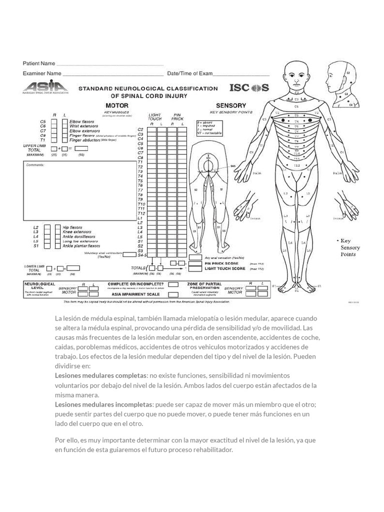 Asia y Pauta | Lesión de la médula espinal | Médula espinal