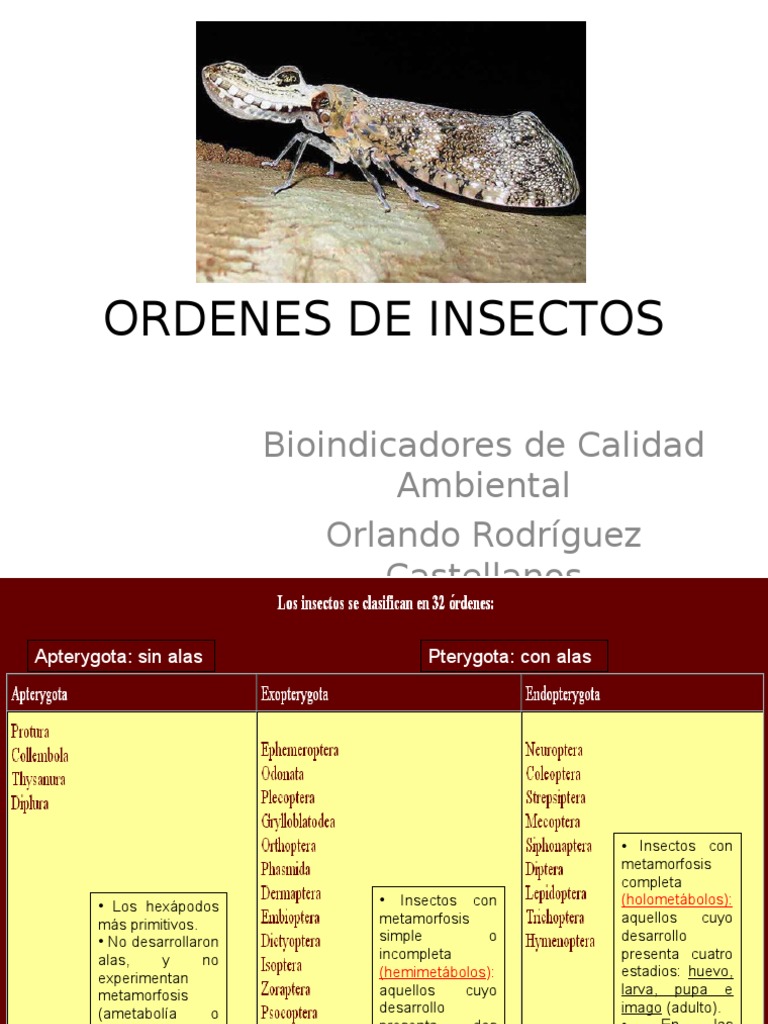 Ordenes de Insectos | PDF | Lepidópteros | Fósiles Vivientes