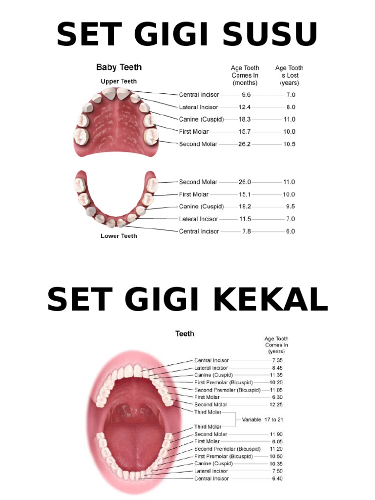 Set Gigi Susu Dan Kekal | PDF