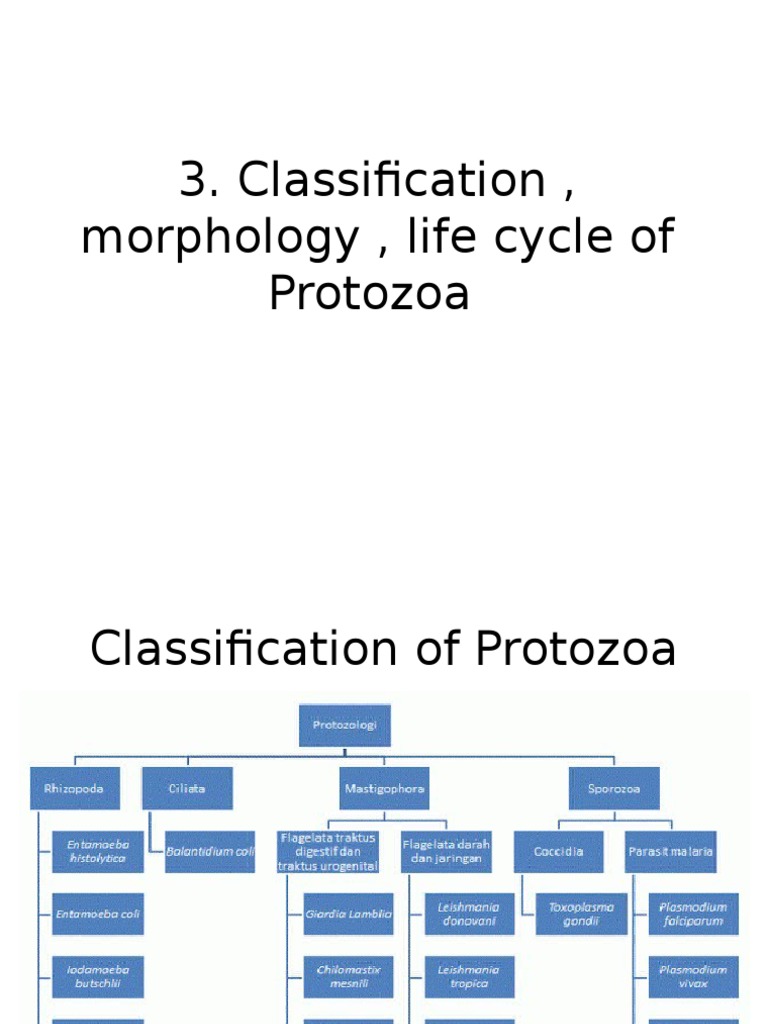 Protozoa Classification and Life Cycle | PDF | Science & Mathematics