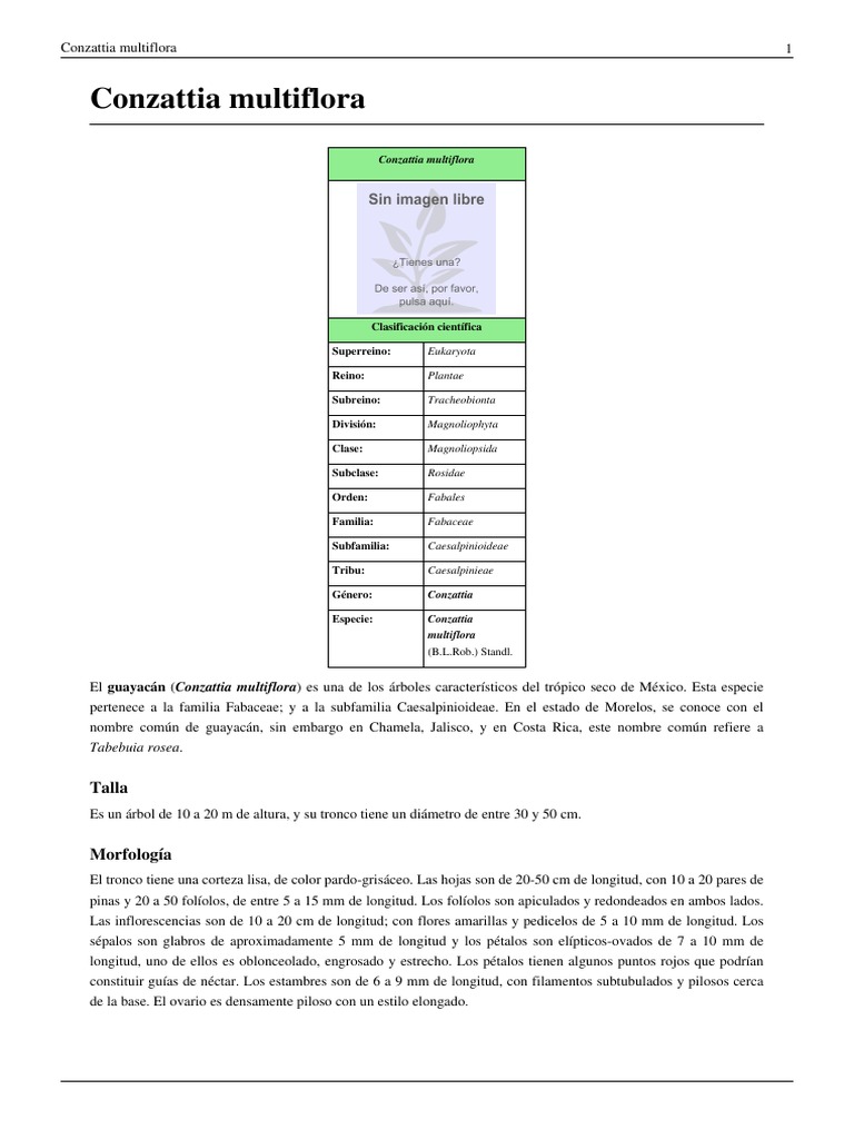 Conzattia multiflora: Árbol del trópico seco | PDF | Plantas | Botánica