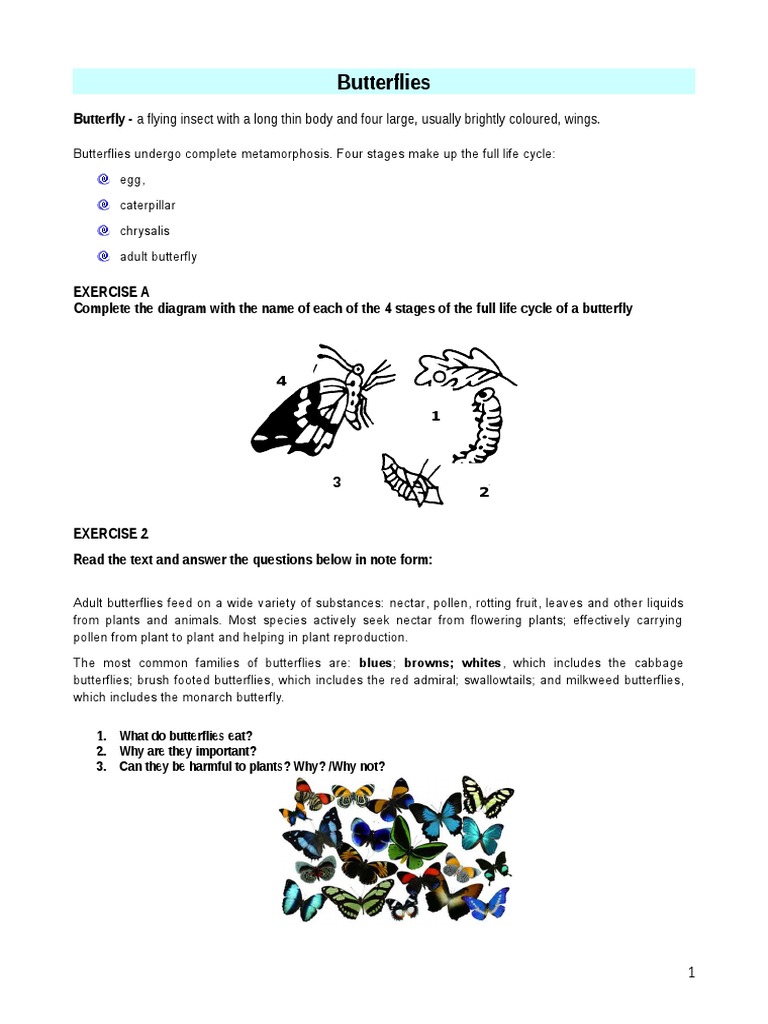 24 Butterflies Patricia Grace | Butterfly | Horticulture And Gardening