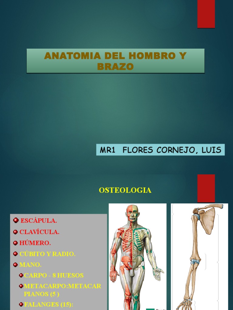 Anatomia Hombro | PDF | Hombro | Sistema musculoesquelético