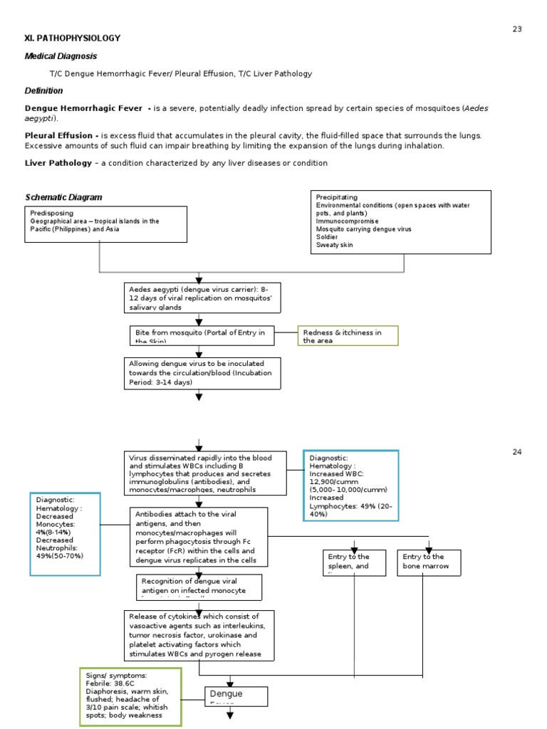 Dengue Hemorrhagic Fever Pathophysiology | PDF | White Blood Cell ...