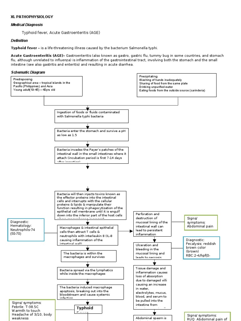 Pathophysiology of Typhoid Fever and Acute Gastroenteritis | PDF ...