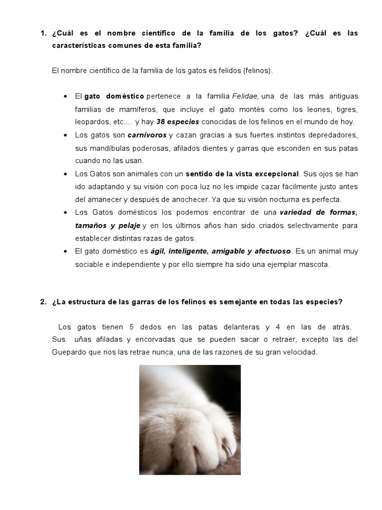 Gatos Pdf Felidae Gatos