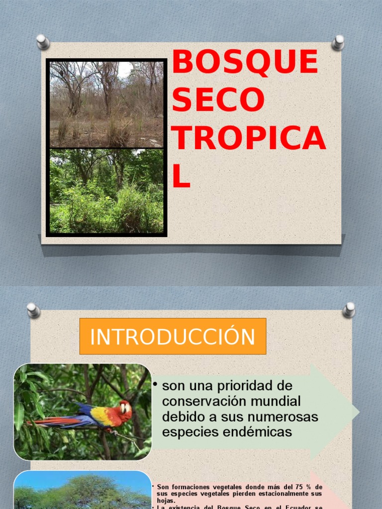 Bosque Seco Tropical | PDF | Arboles | Clima