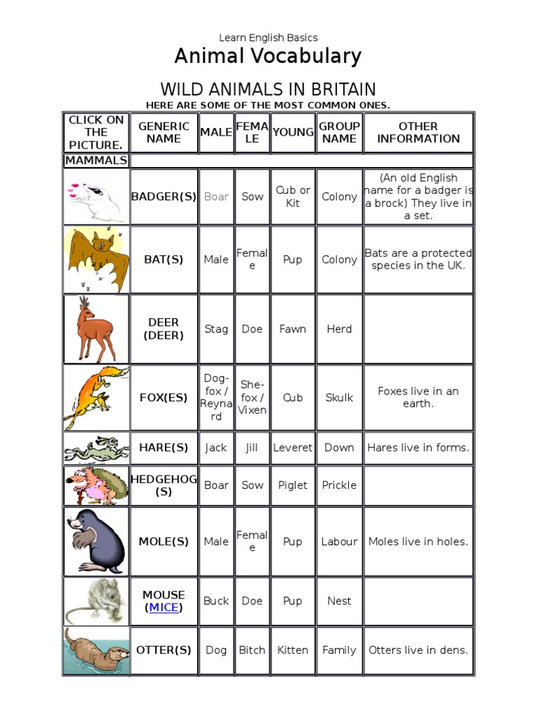 Learn English Basics Animal Vocabulary | PDF | Spawn (Biology) | Chicken