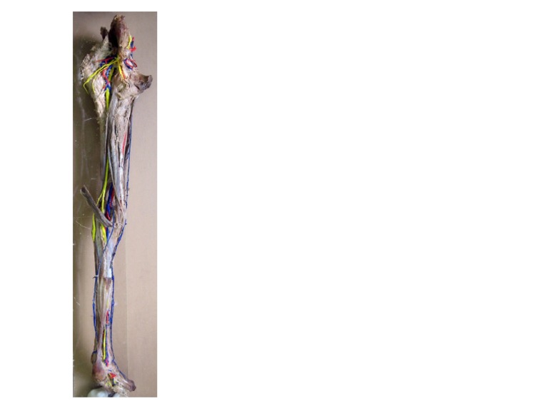 Anatomy of The Lower Limb | PDF