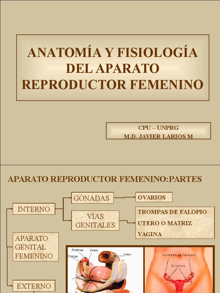 ANATOMÍA Y FISIOLOGÍA DEL APARATO REPRODUCTOR FEMENINO | Vagina ...