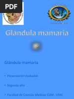 Anatomía y Función de la Mama Femenina | PDF | Pecho | Anatomía humana