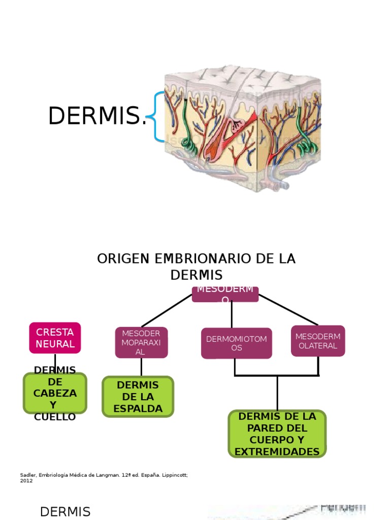 Origen y desarrollo de la dermis | PDF | Ciencia y matemáticas