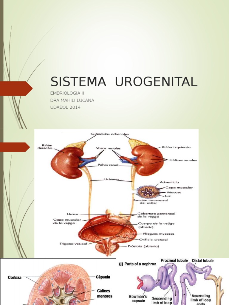 Sistema Urogenital | Testículo | Riñón